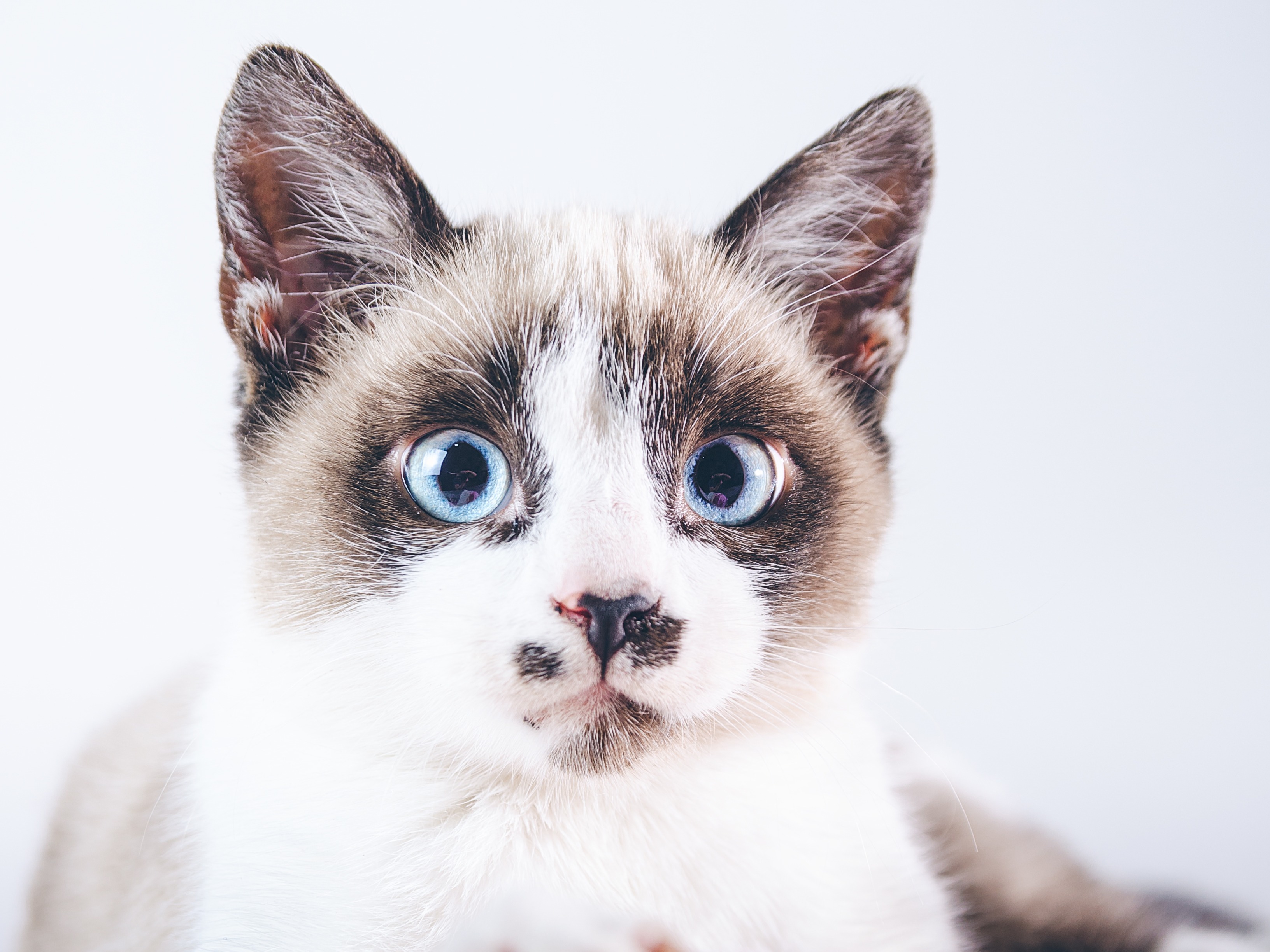 5 coisas que você precisa saber antes de adotar um gato