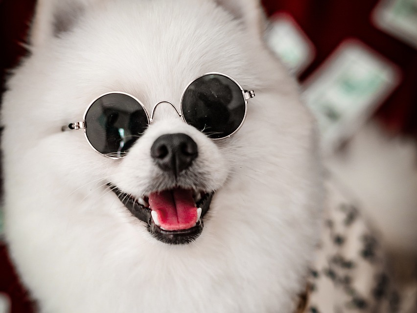 Cachorro de rico! Saiba quais as raças queridinhas de quem tem muito ...