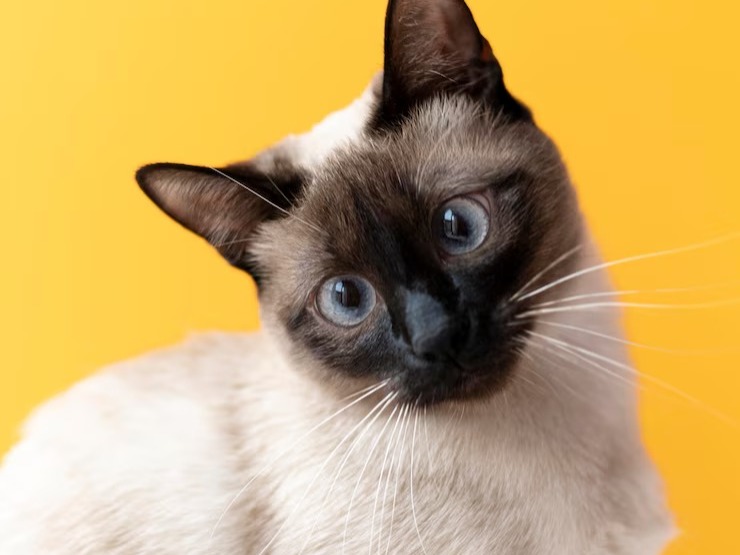 Cor do pelo de gato define personalidade?