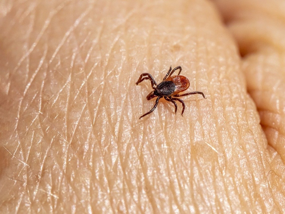 Entenda tudo sobre a doença do carrapato