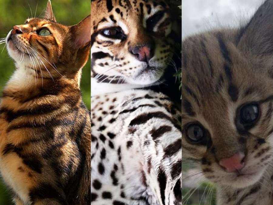 Gato bengal, jaguatirica e gato-do-mato: saiba diferença entre esses ...