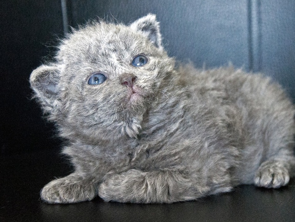 Gato cacheado? Descubra raças de felinos mais exóticas do mundo Gato cacheado? Descubra raças de felinos mais exóticas do mundo