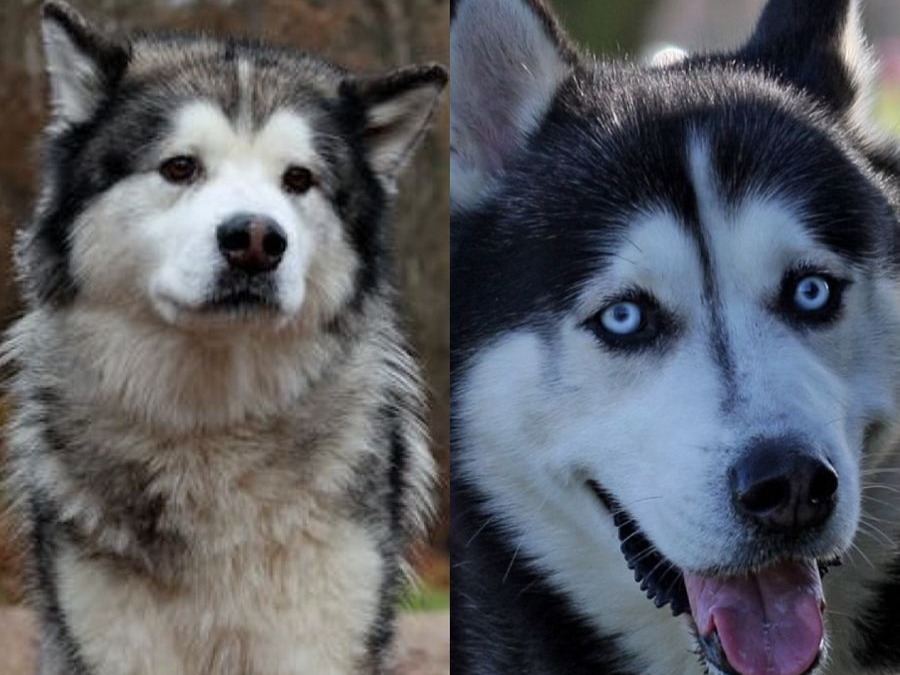 Husky Siberiano ou Malamute do Alasca? Saiba diferenciar esses pets