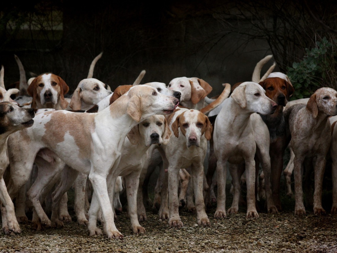 O que aconteceria com os cães se os humanos desaparecessem?