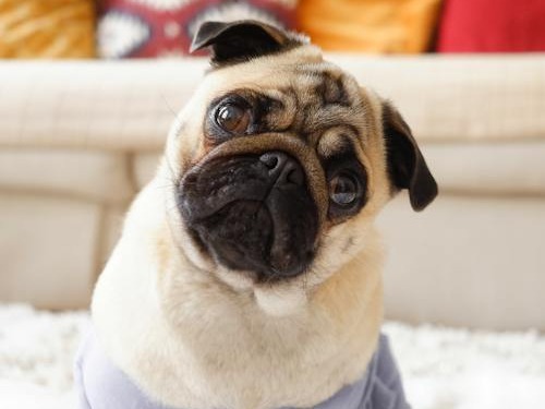 Pug: tudo que você precisa saber sobre essa raça