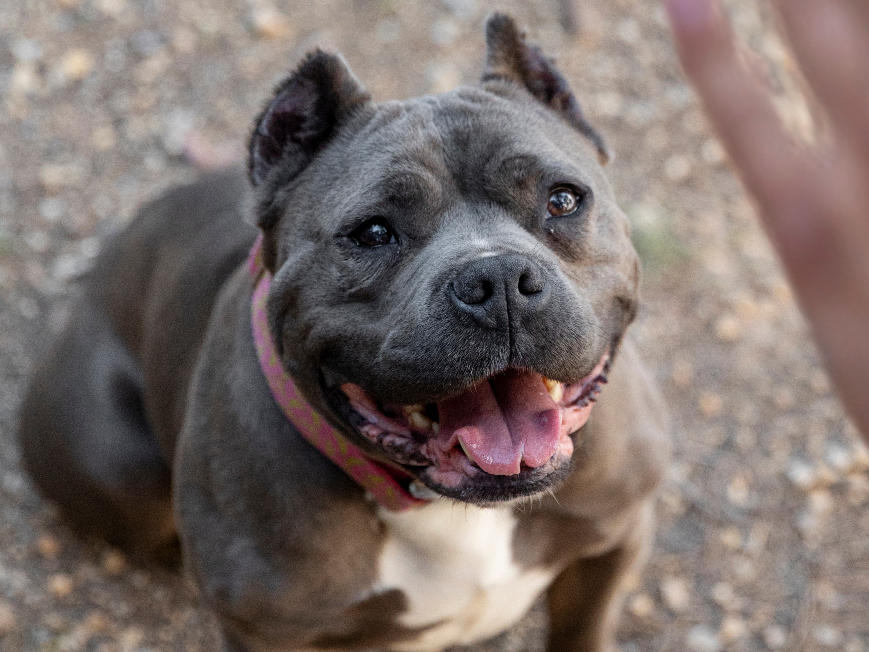Saiba a forma correta para cuidar de um pitbull