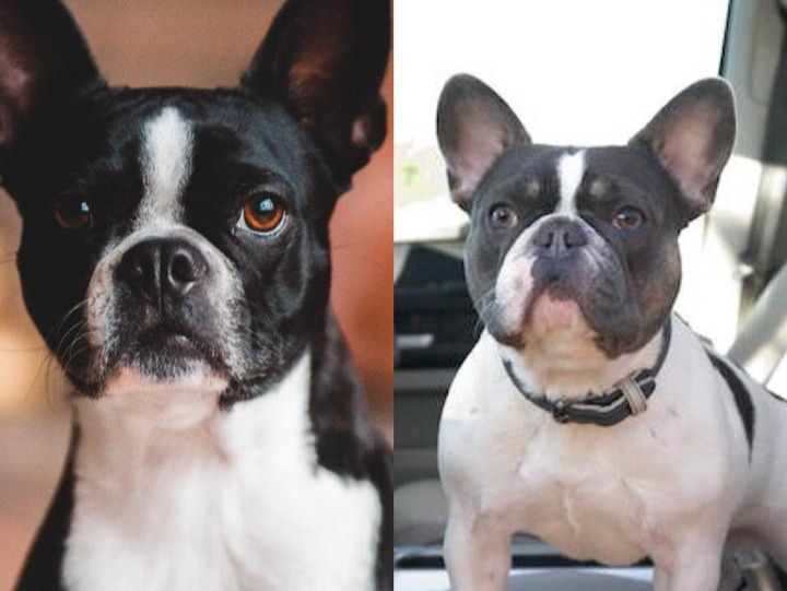 Saiba as diferenças entre o boston terrier e o buldogue francês