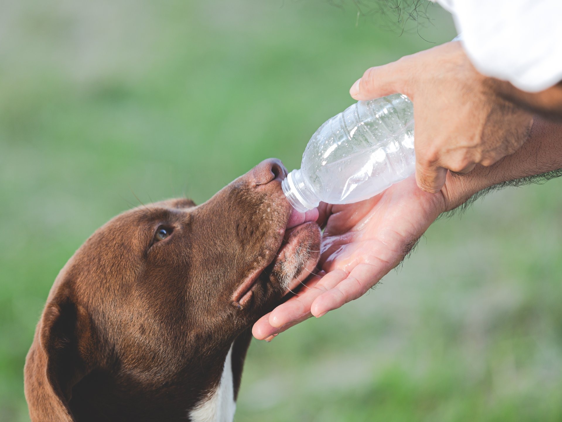 Saiba como proteger o seu pet no calor Saiba como proteger o seu pet no calor