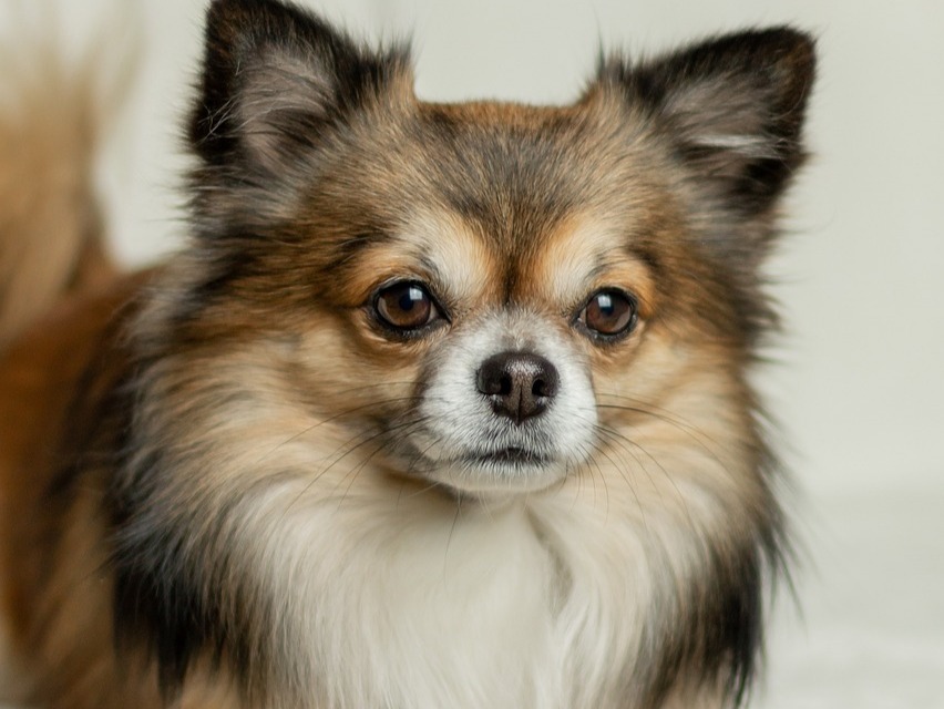 Saiba quais as raças de cachorros que mais mordem humanos Saiba quais as raças de cachorros que mais mordem humanos