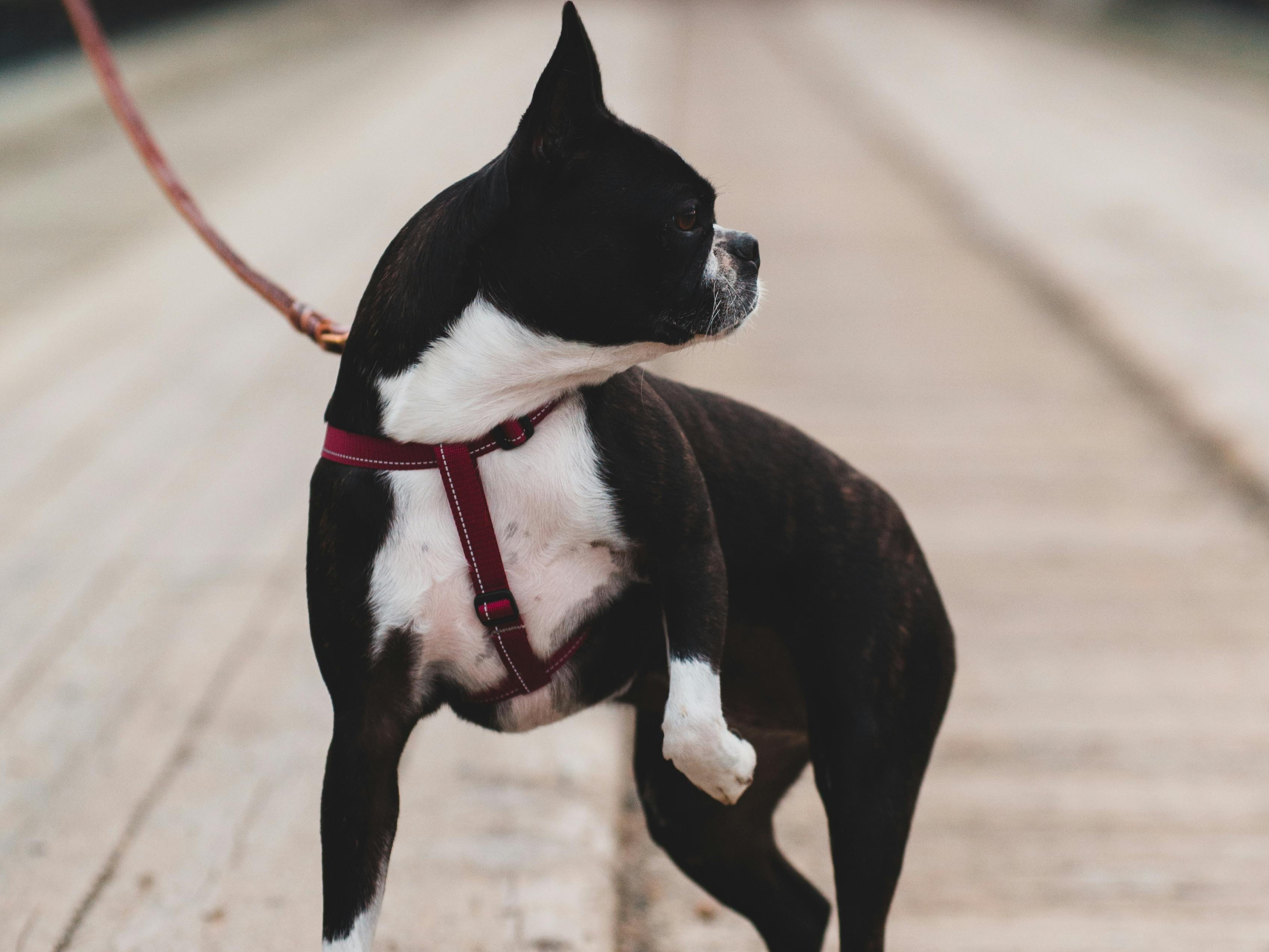 Saiba quais são os sons que apenas cães ouvem Saiba quais são os sons que apenas cães ouvem