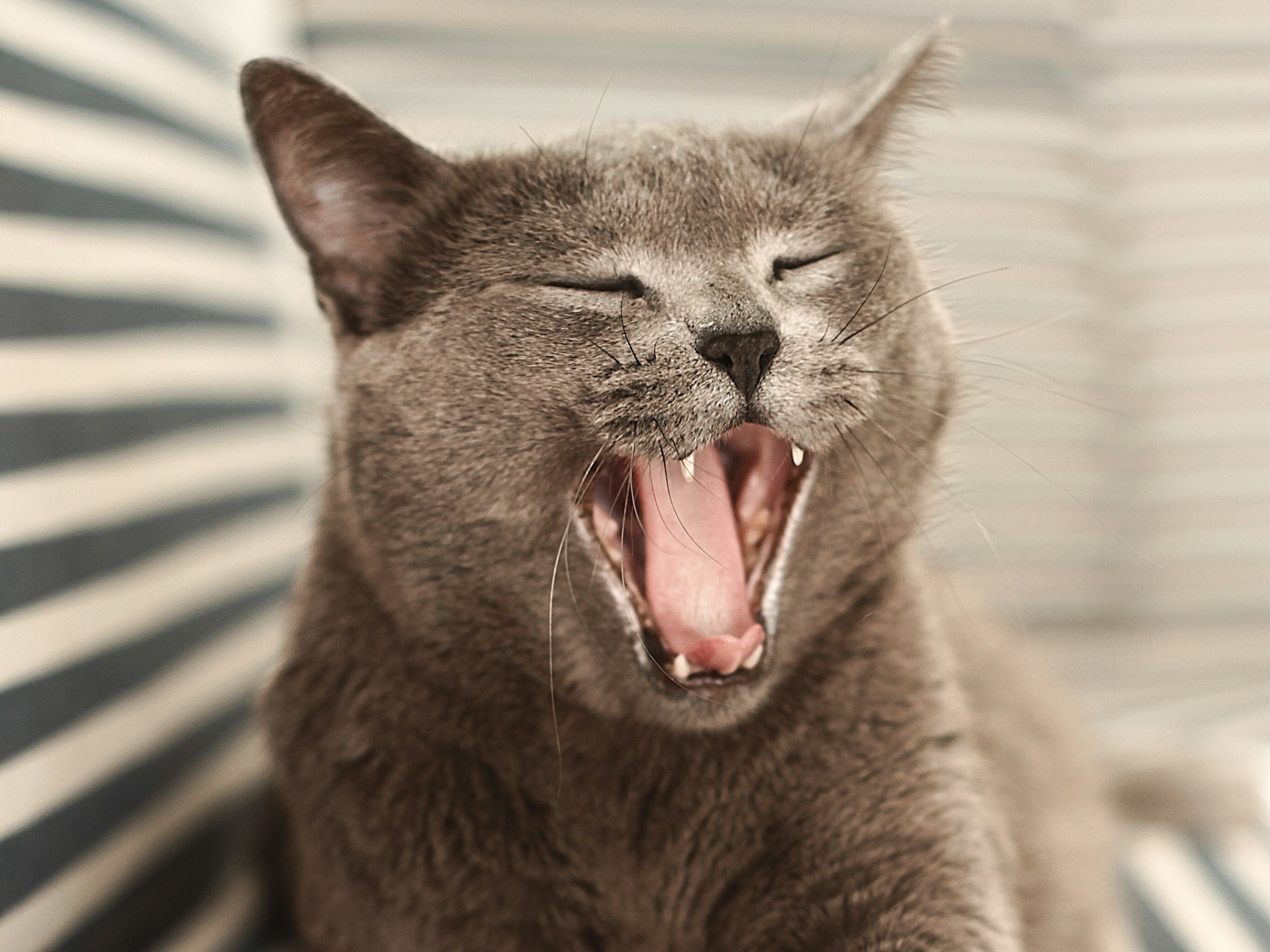 Você incomoda seu pet? Saiba quais atitudes do gato quando ele está ...